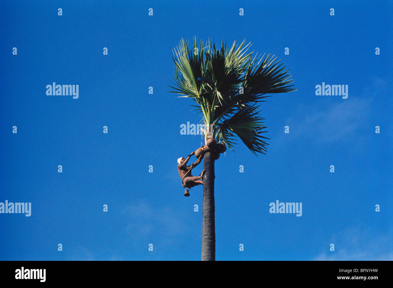 collecting palm wine toddy drink ; Warangal ; Andhra Pradesh ; India ...