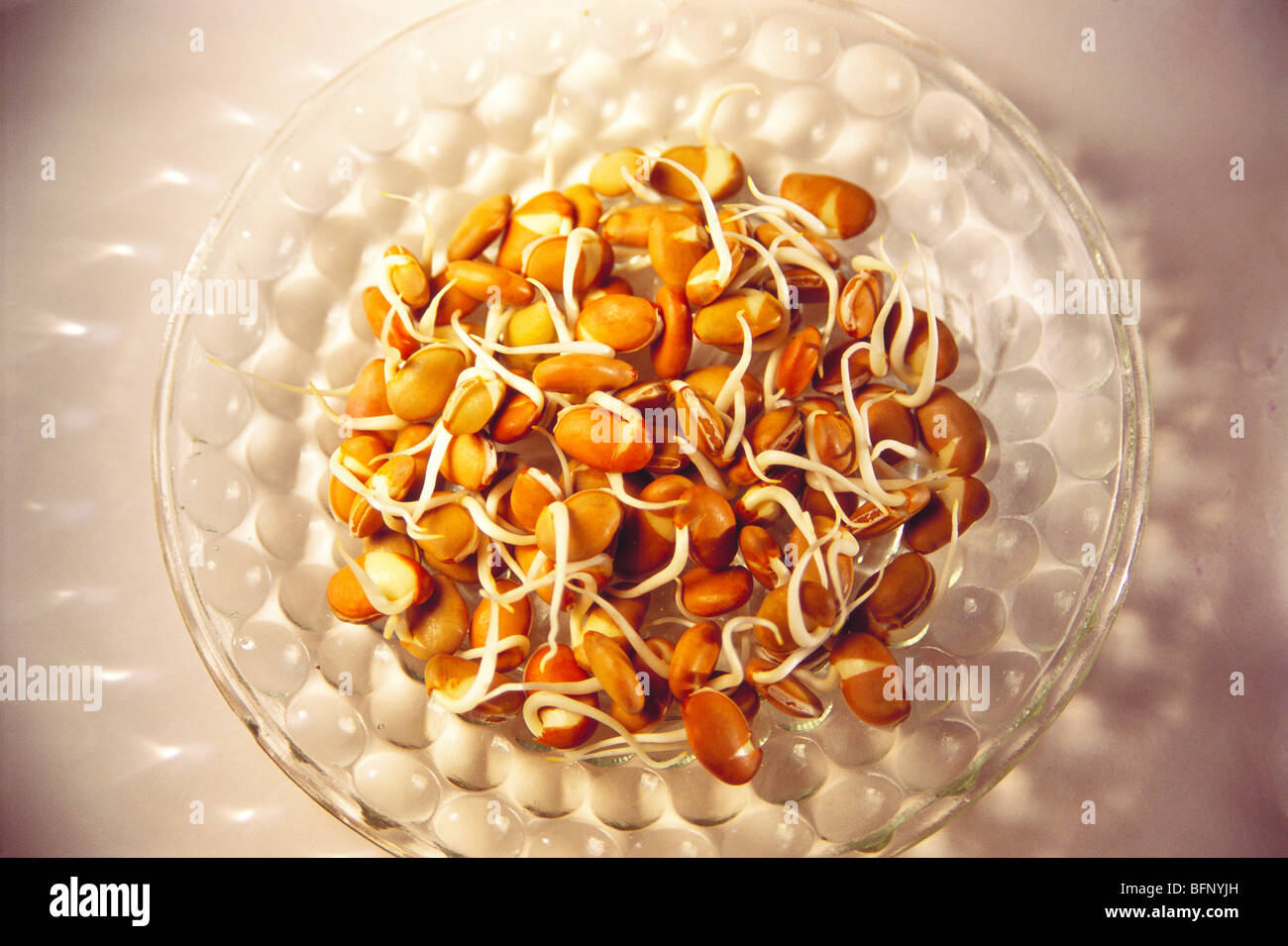 sprouted vaal beans ; India ; asia Stock Photo - Alamy