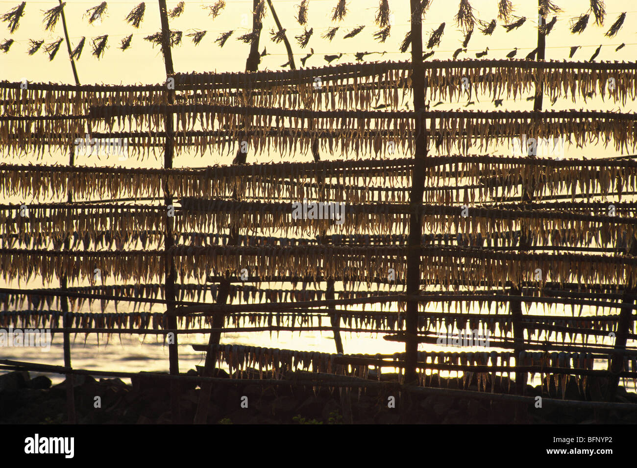 MMN 62001 : Rows of dry fish at Alibaug beach ; Raigad ; Maharashtra ...