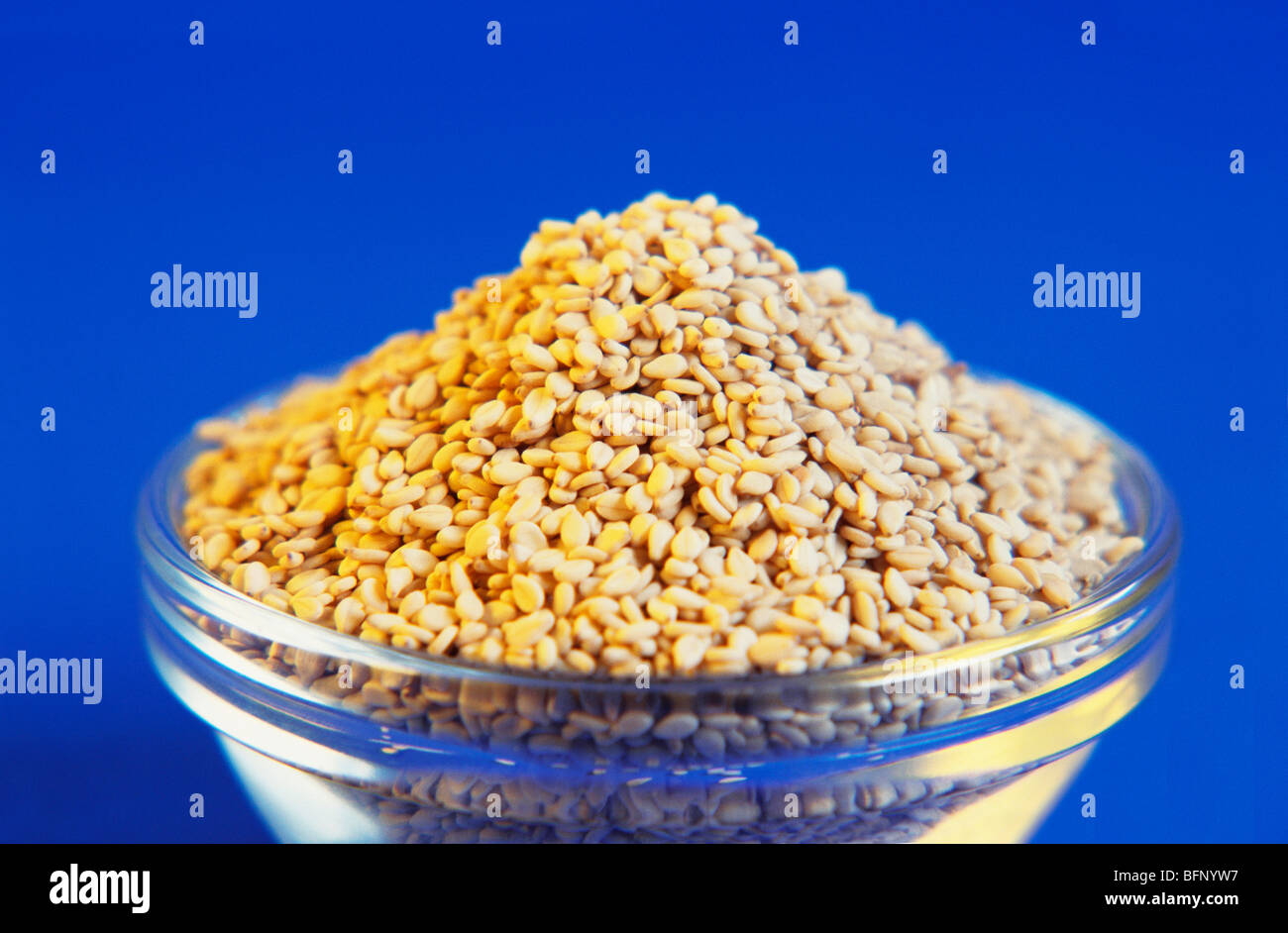 White sesame Sesamum indicum Stock Photo - Alamy