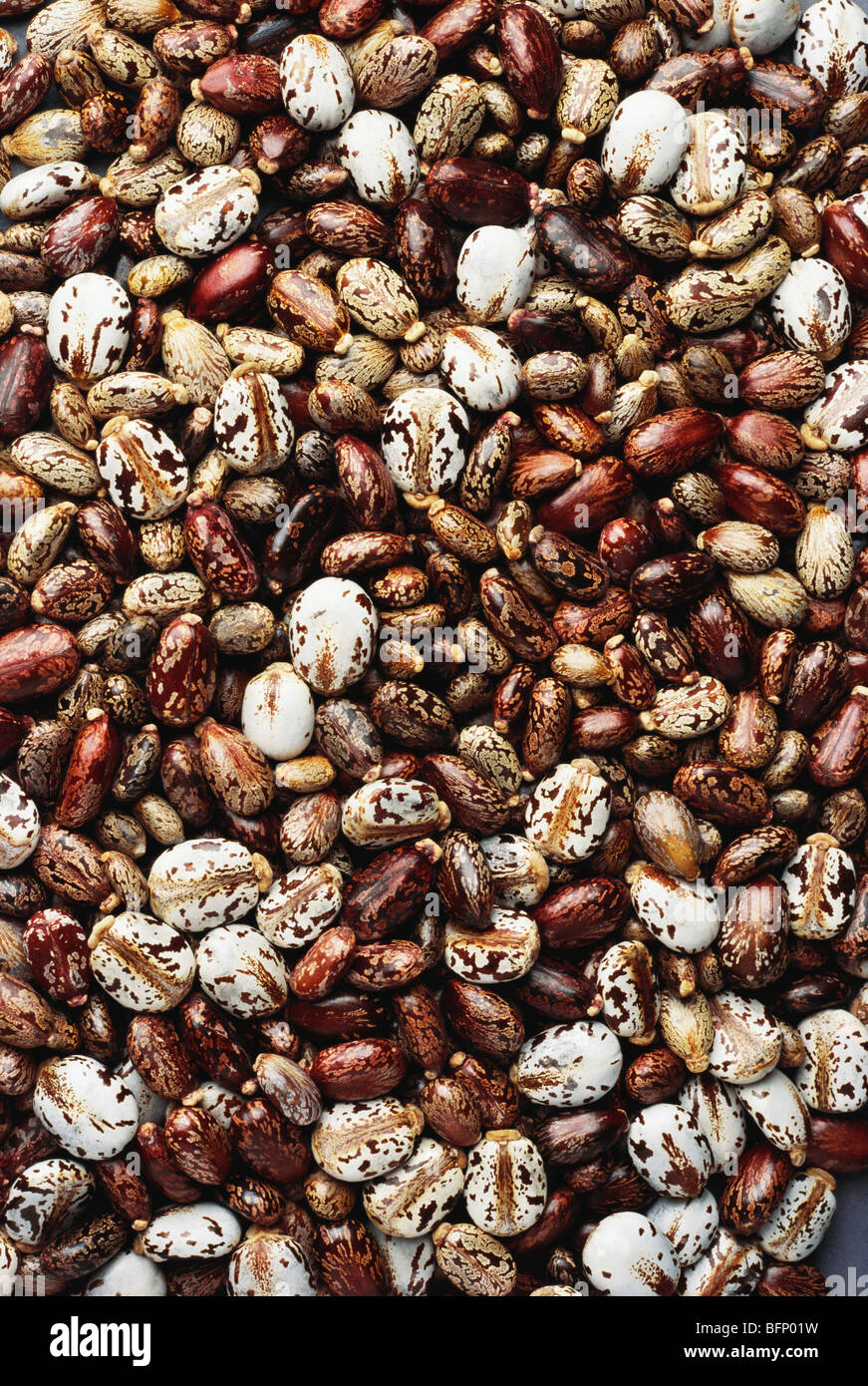 Castor seed hi-res stock photography and images - Alamy