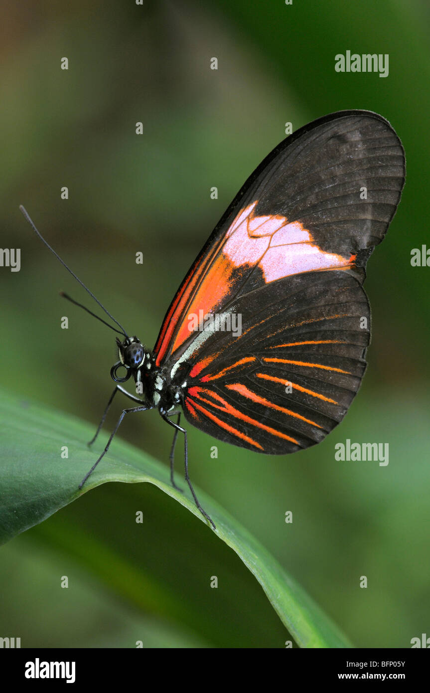 Doris Longwing (Heliconius doris) on a leaf Stock Photo - Alamy