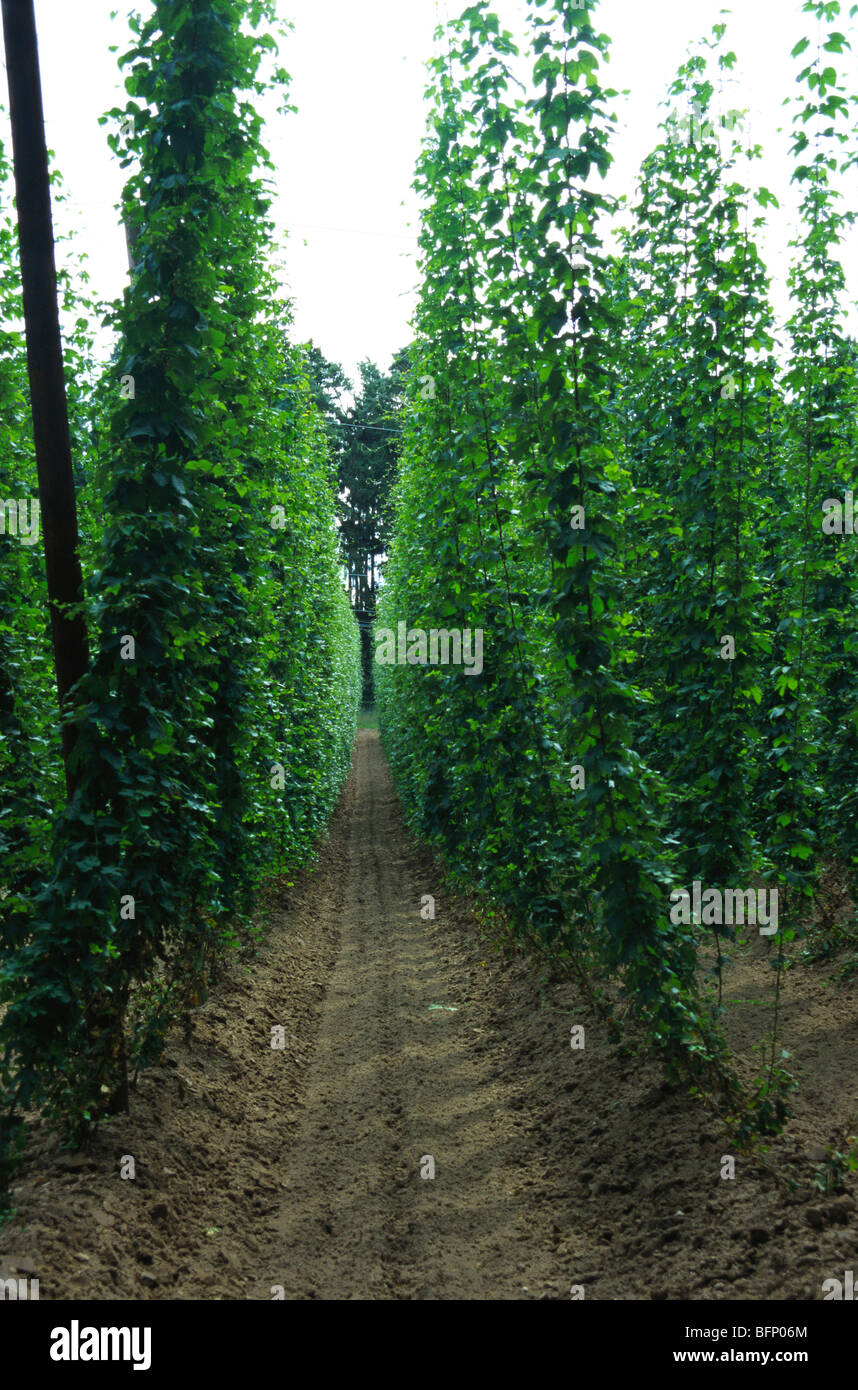 Vineyard ; Germany ; Europe Stock Photo - Alamy