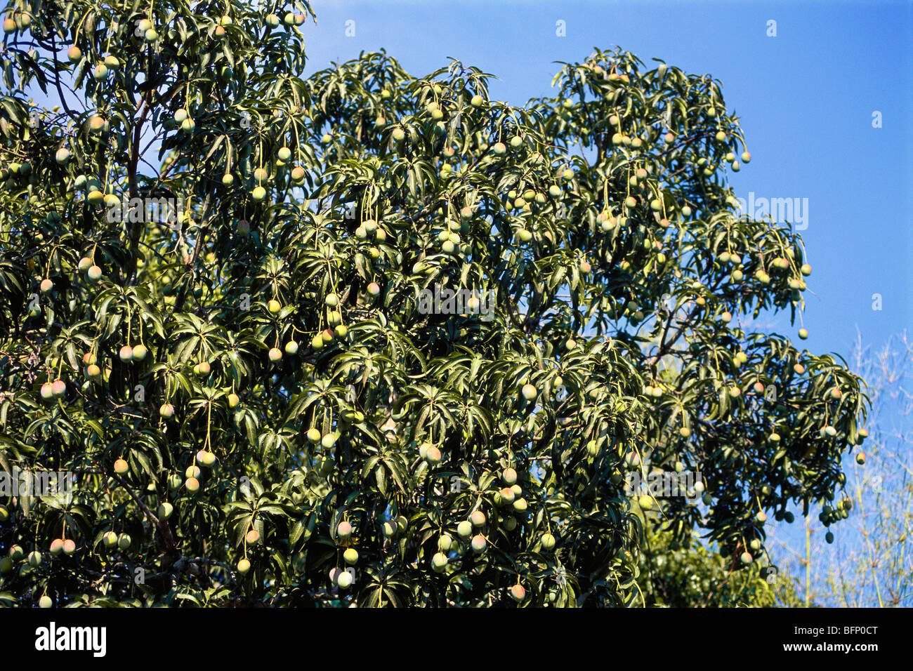 India mango trees hi-res stock photography and images - Alamy