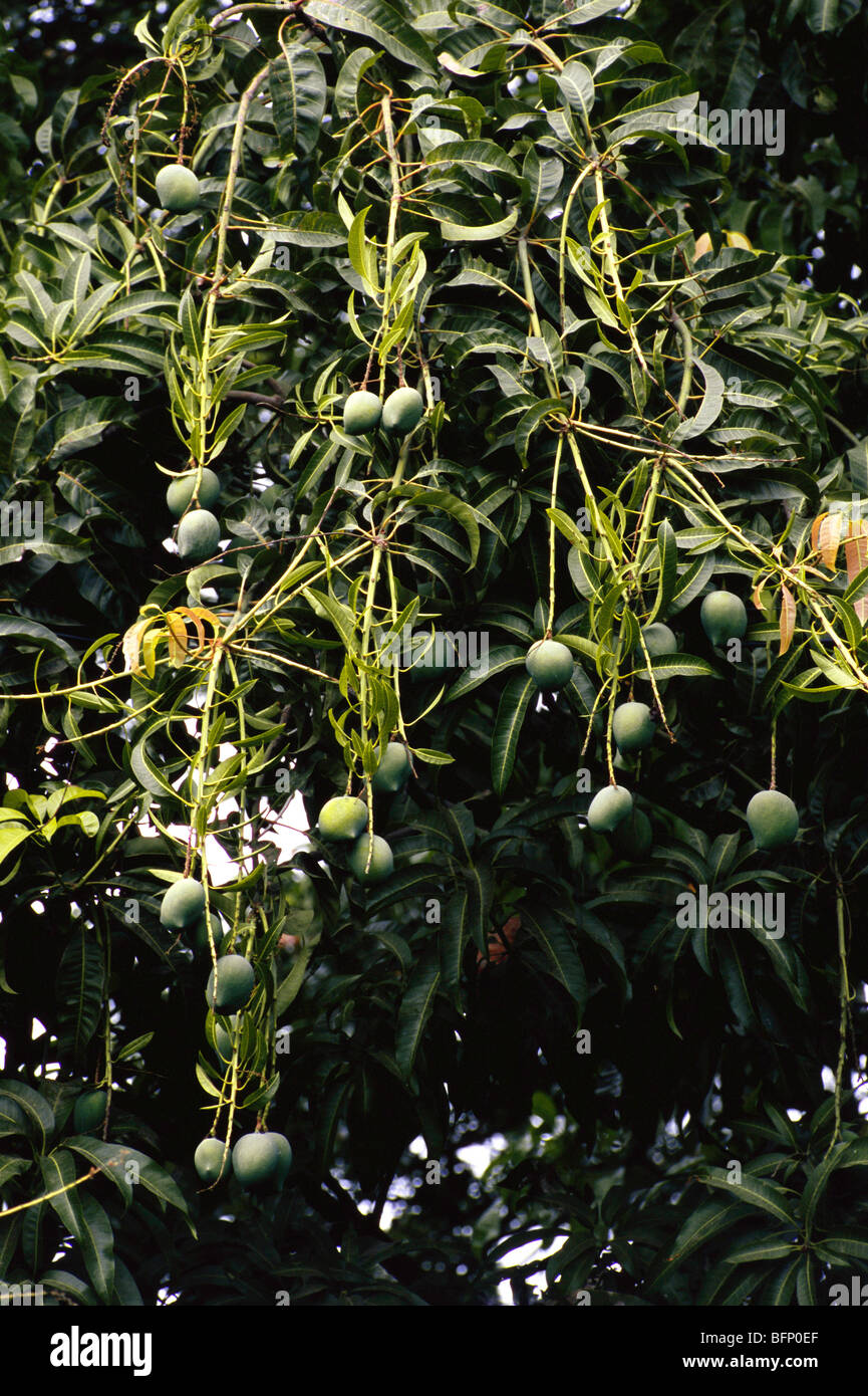 India mango trees hi-res stock photography and images - Alamy