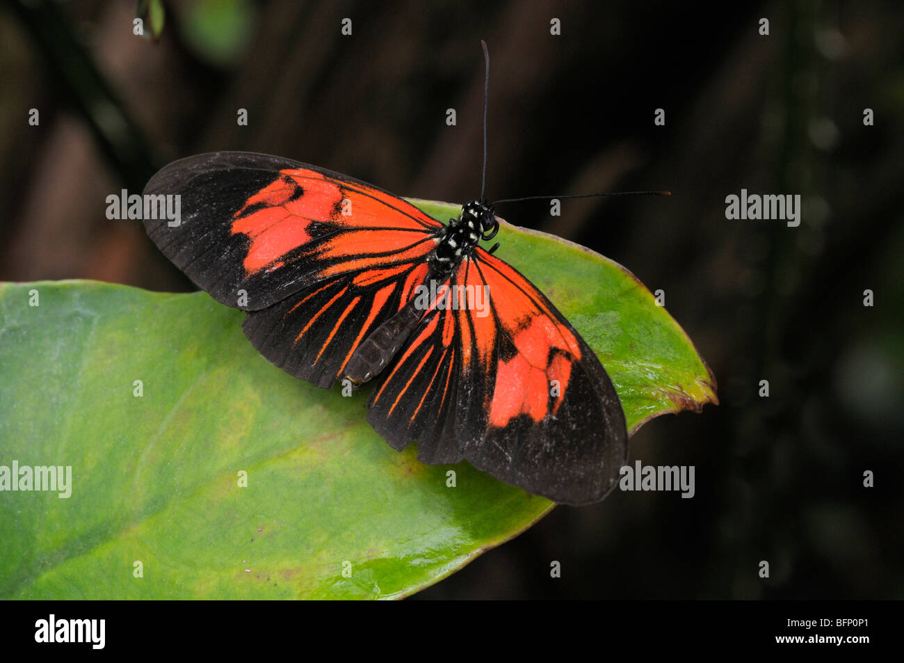 Red Postman, Small Postman (Heliconius erato) on a leaf Stock Photo - Alamy