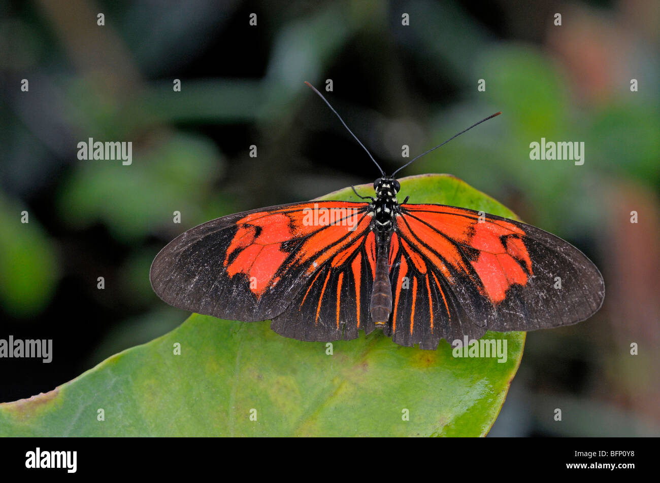 Red Postman, Small Postman (Heliconius erato) on a leaf Stock Photo - Alamy