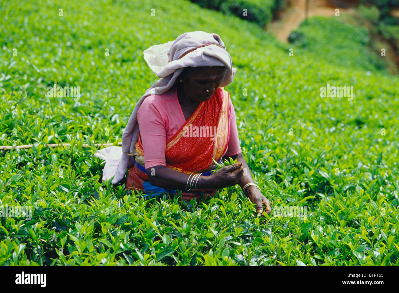 Lady plucking tea leaves ; Hotel Tea Factory ; Heritance Tea Factory ...