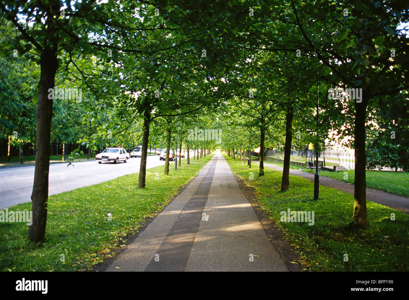 Tree lined pavement ; Foot path ; Gothenburg ; Sweden ; Europe Stock ...