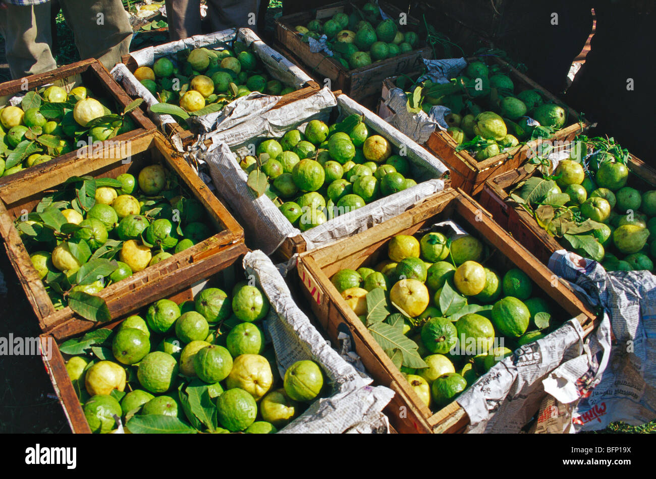 Guava fruit in wooden crates at wholesale fruits market shop ; Navi ...