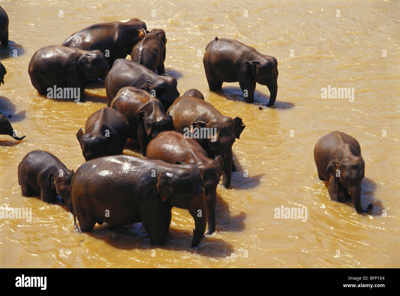 Pinnawala village hi-res stock photography and images - Alamy