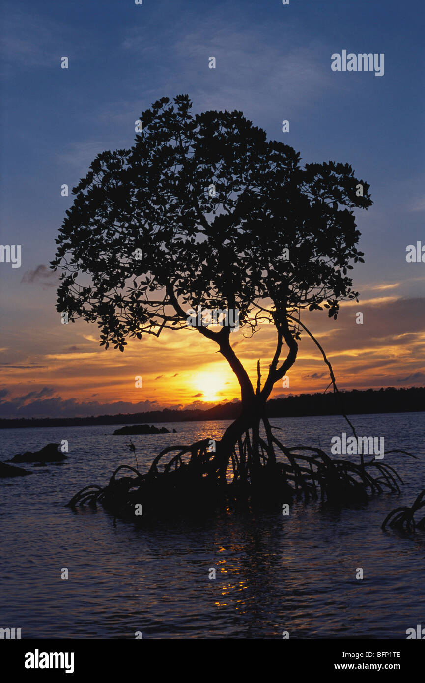 Mangrove ; Chidiya tapu ; Port Blair ; Andaman Islands ; India ; asia ...