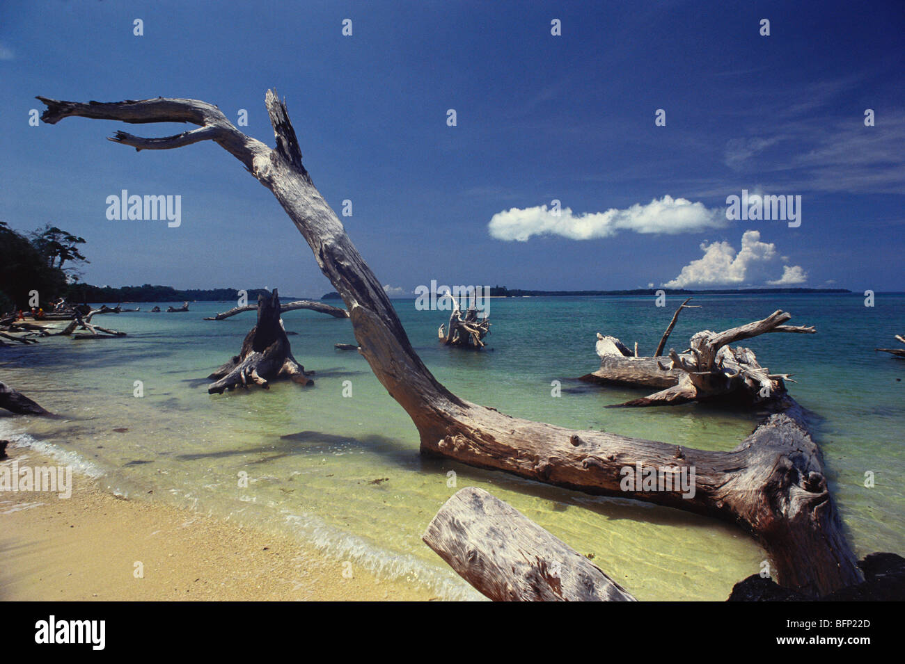 Driftwood ; Wandoor Beach ; Port Blair ; Andaman Islands ; India ; Asia ...