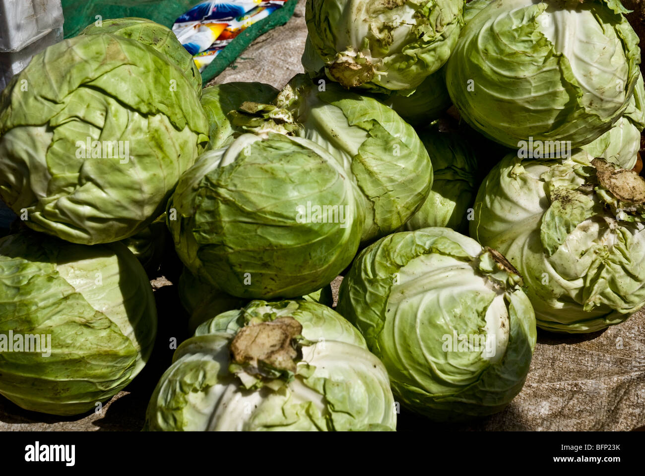 Stack of cabbages on sale in a Murry Market in Addis Ababa in Ethiopia ...