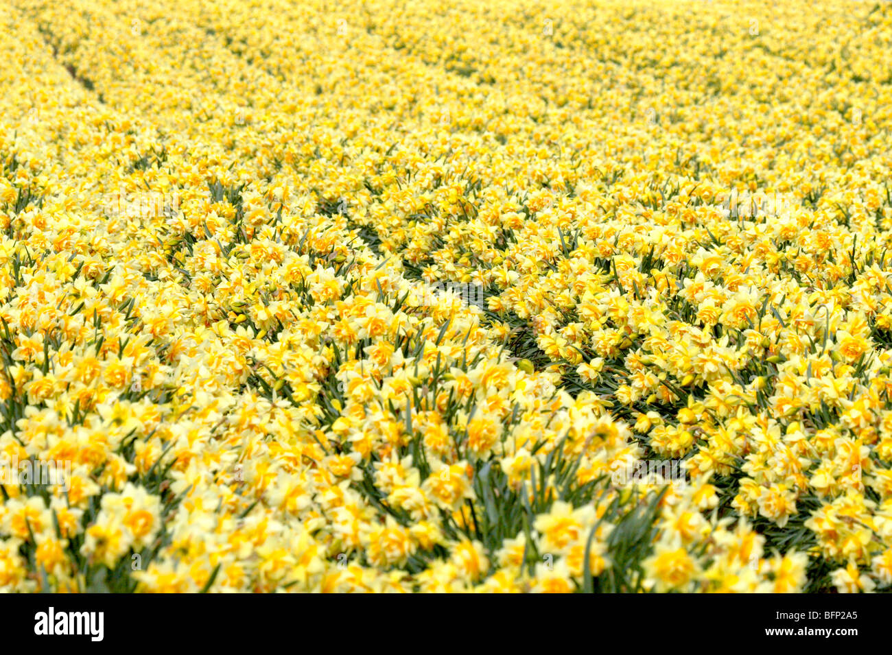 Field of spring daffodils in the Norfolk countryside Stock Photo - Alamy