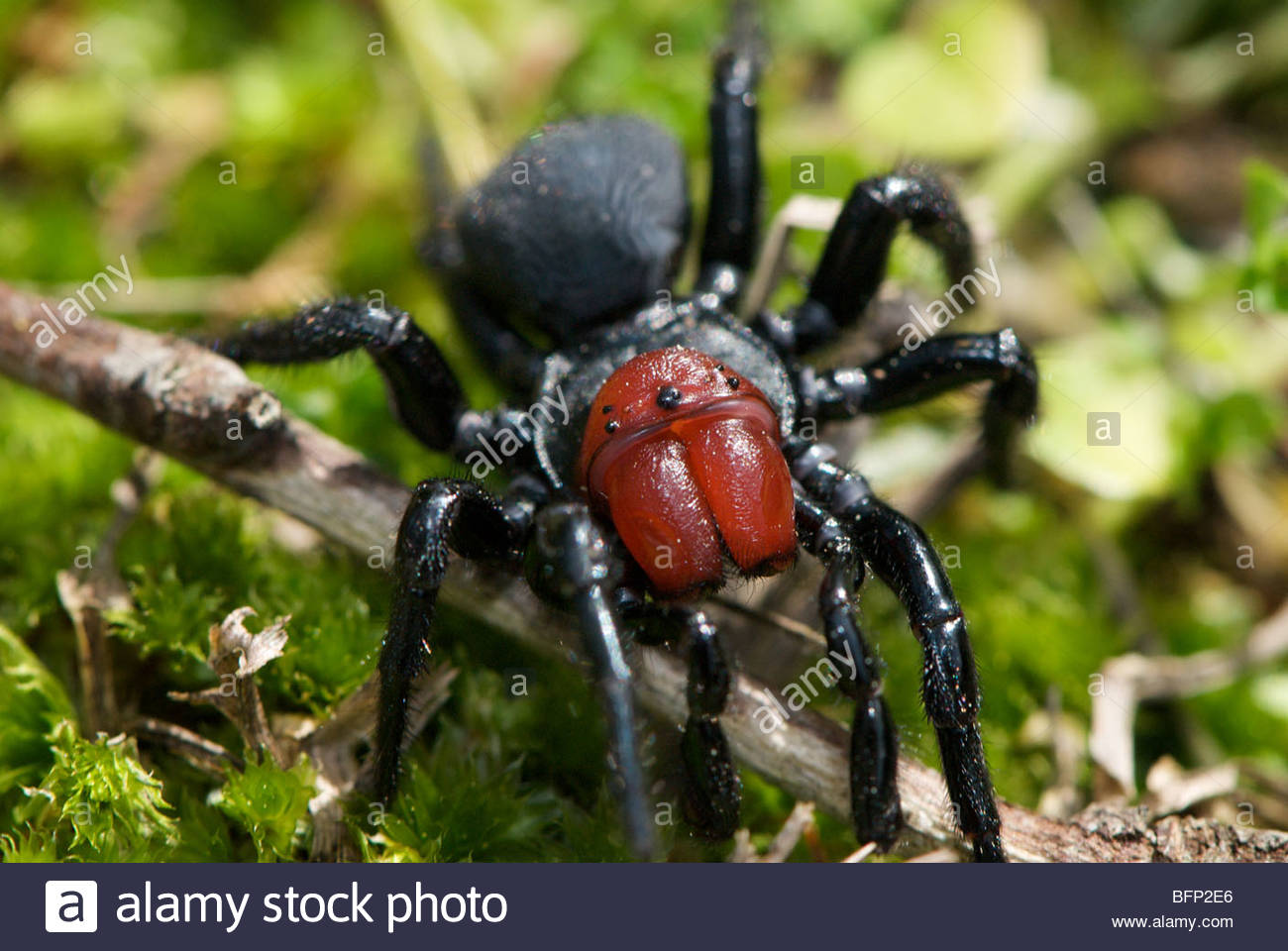 Mouse Spider High Resolution Stock Photography and Images - Alamy