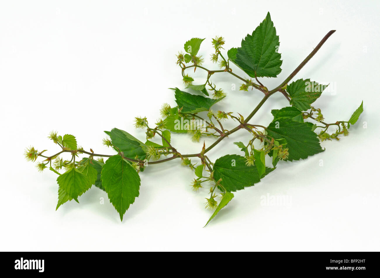 Female hop flowers humulus lupulus hi-res stock photography and images ...