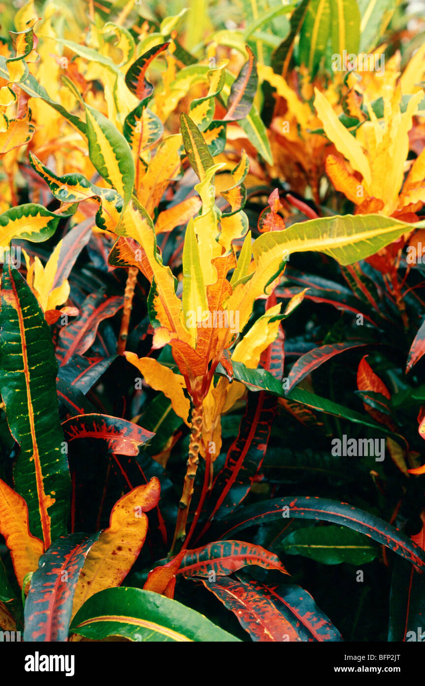 Croton plant ; Codiaeum variegatum ; colorful leaves ; India ; asia ...