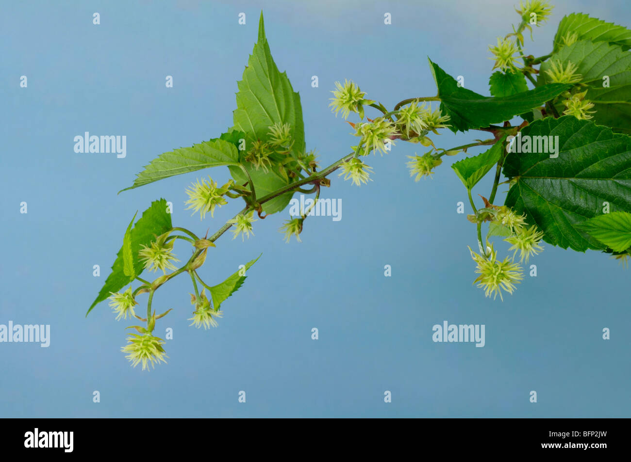 Female hop flowers humulus lupulus hi-res stock photography and images ...