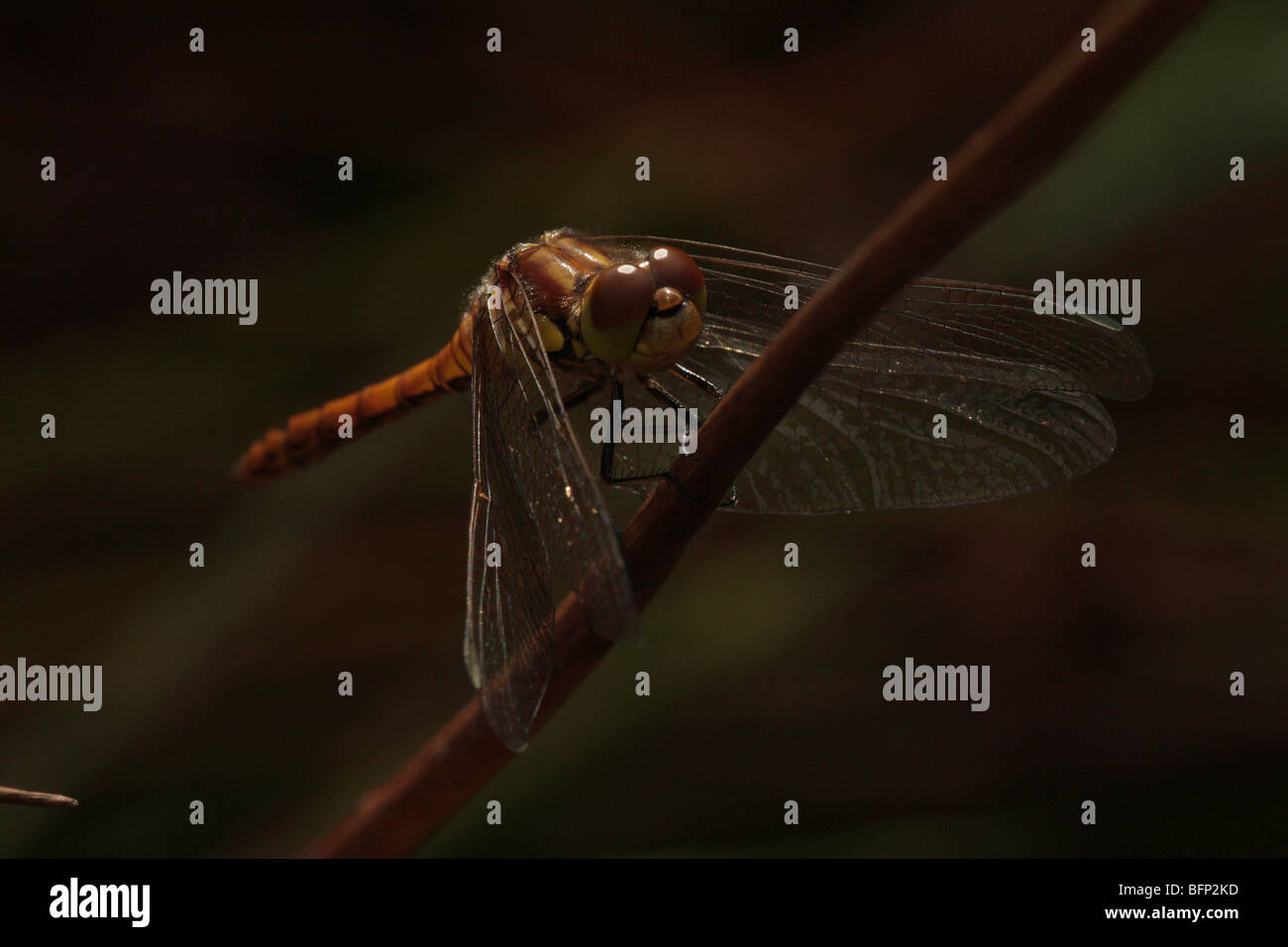 Common Darter Dragonfly (Female Stock Photo - Alamy