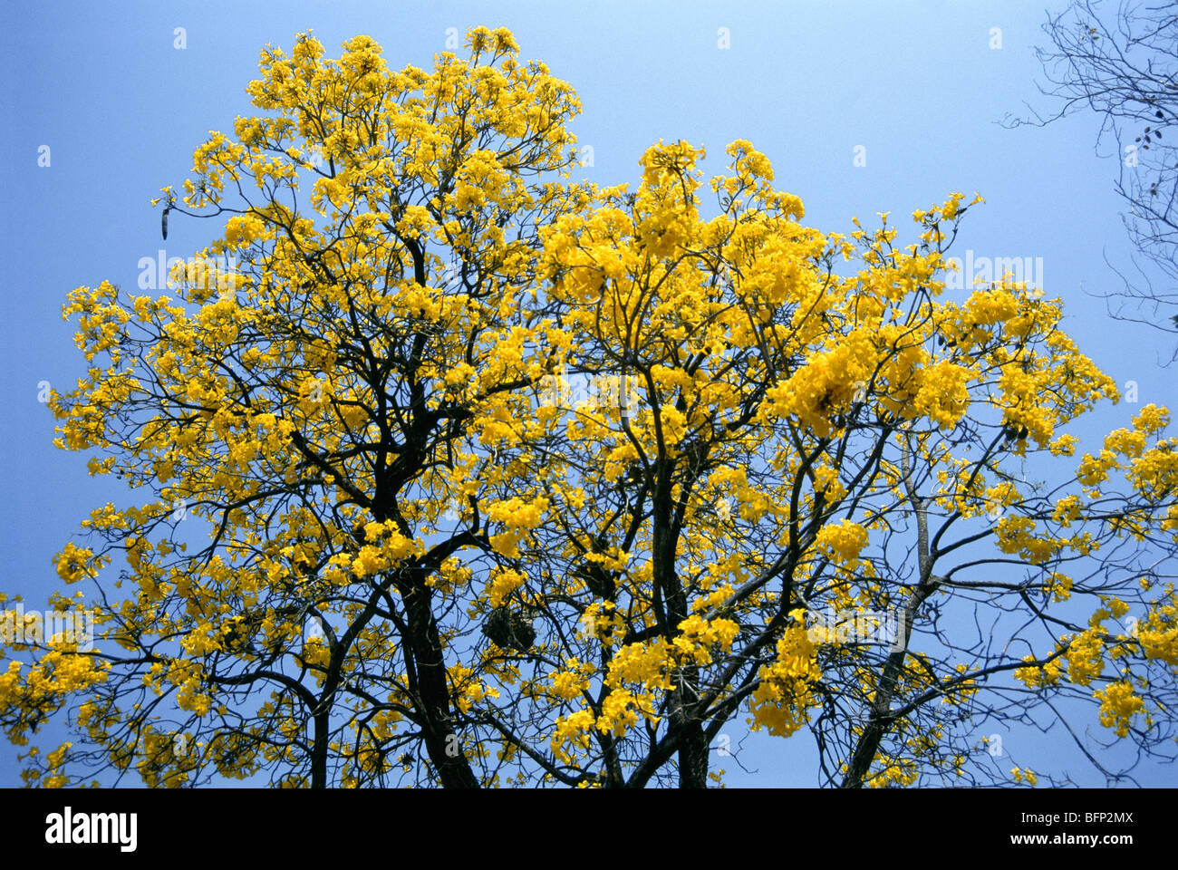 Tabobia tree hi-res stock photography and images - Alamy