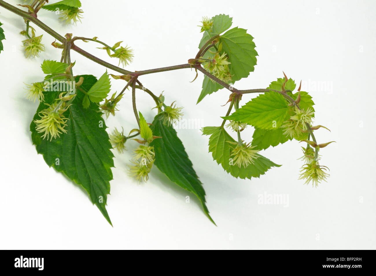 Common Hop (Humulus lupulus), twig with female flowers, studio picture ...