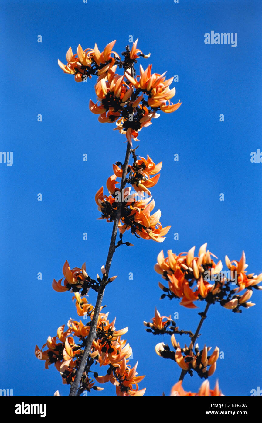 Flame of the forest tree india hi-res stock photography and images - Alamy
