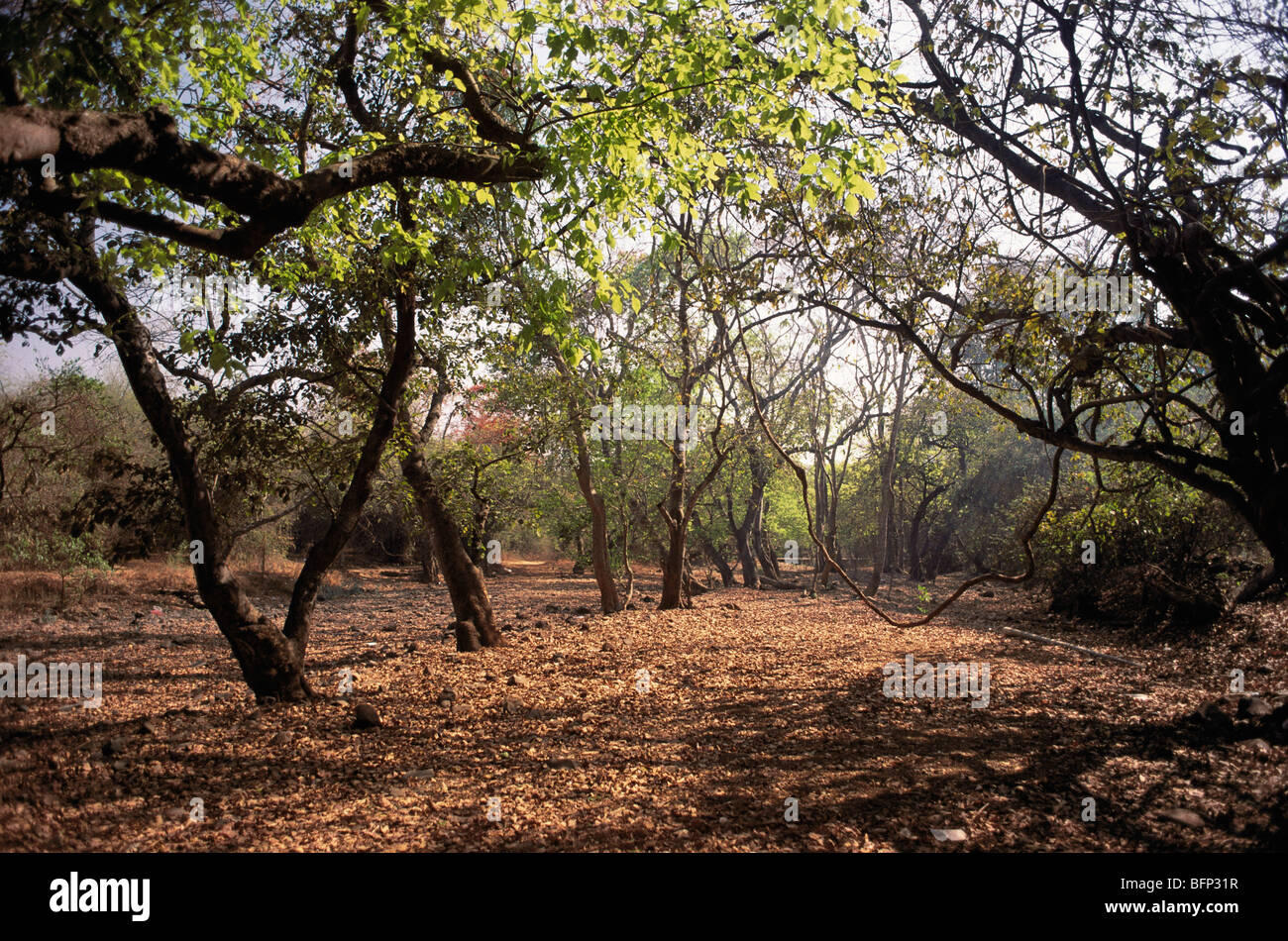 spring season in forest Maharashtra India Stock Photo - Alamy