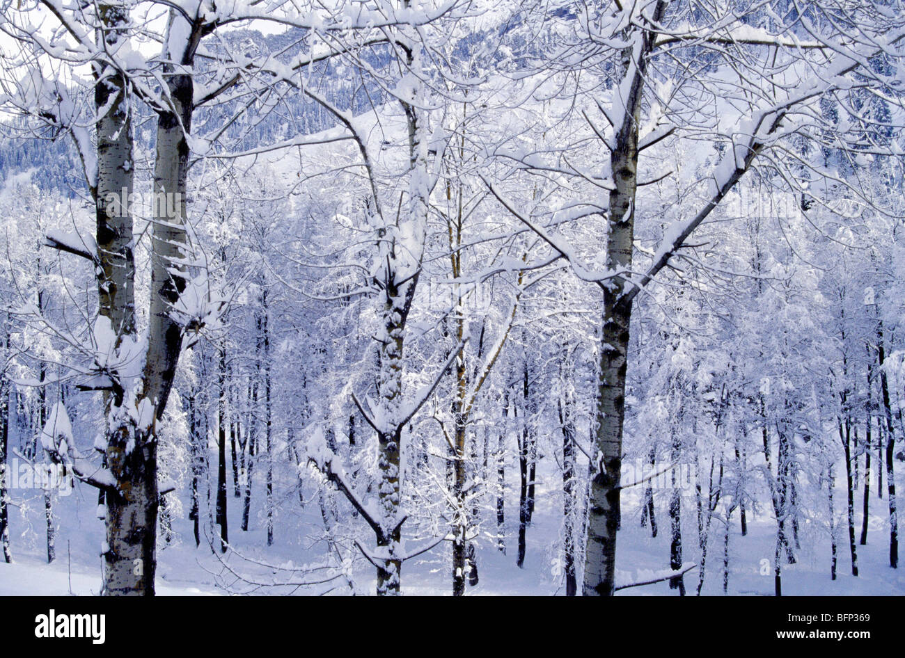 Snow on trees ; Solang valley ; Manali ; Himachal Pradesh ; India ...