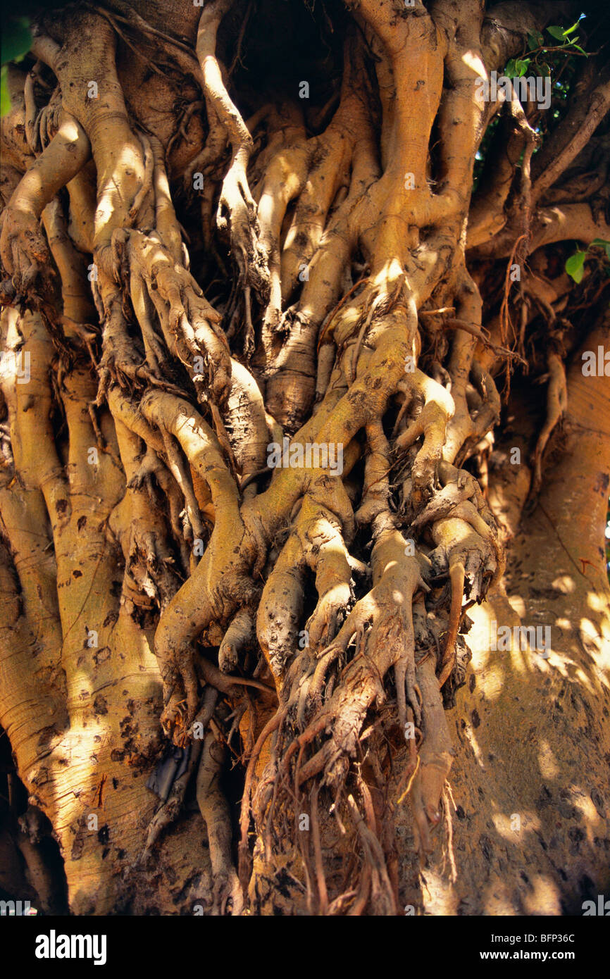 Tree roots ; India ; asia Stock Photo - Alamy