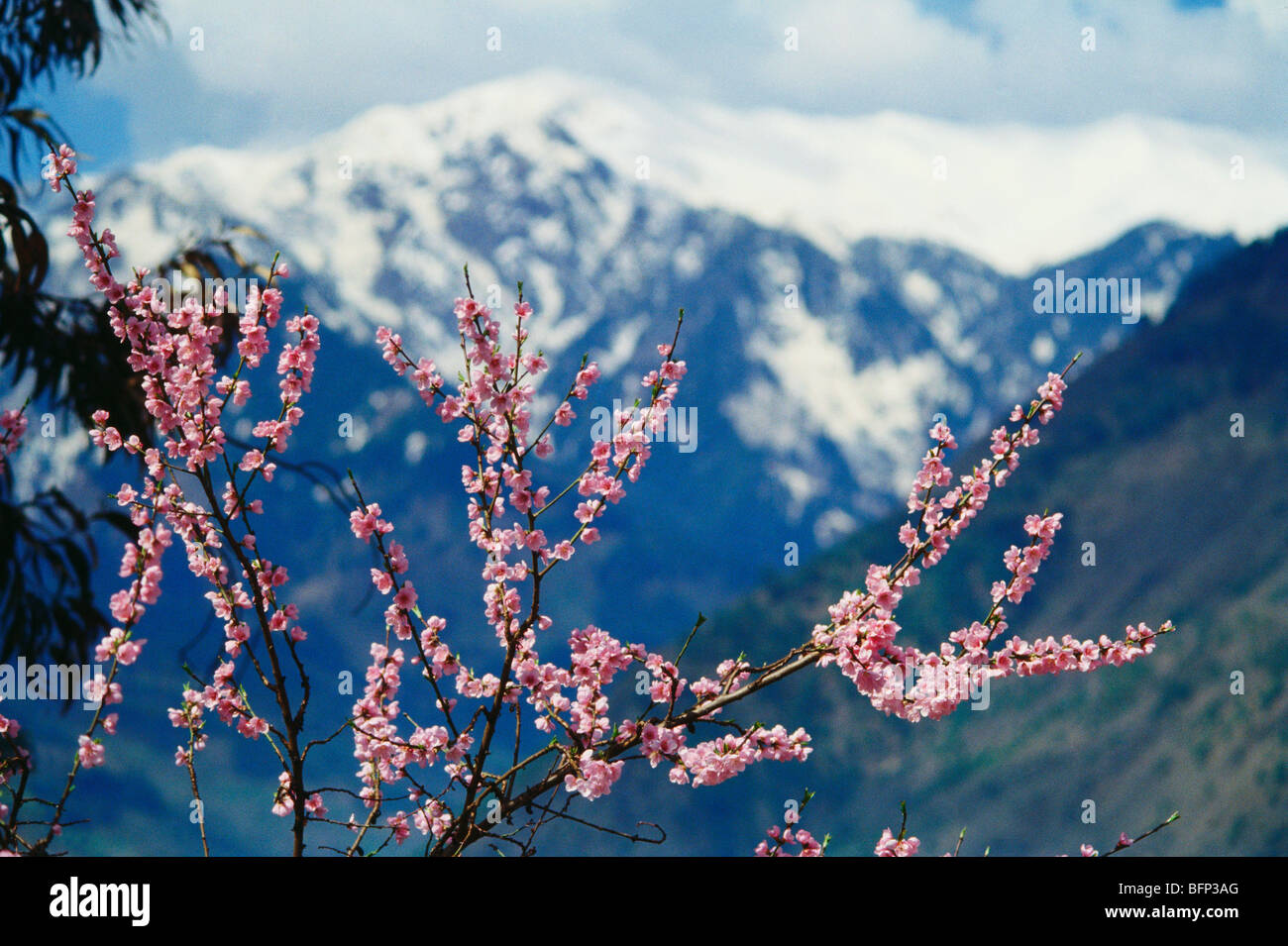 Peach tree in bloom ; Manali ; Himachal Pradesh ; India Stock Photo - Alamy