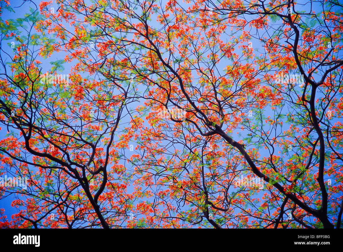 Gulmohar tree ; delonix regia ; Royal poinciana ; flowering tree ...