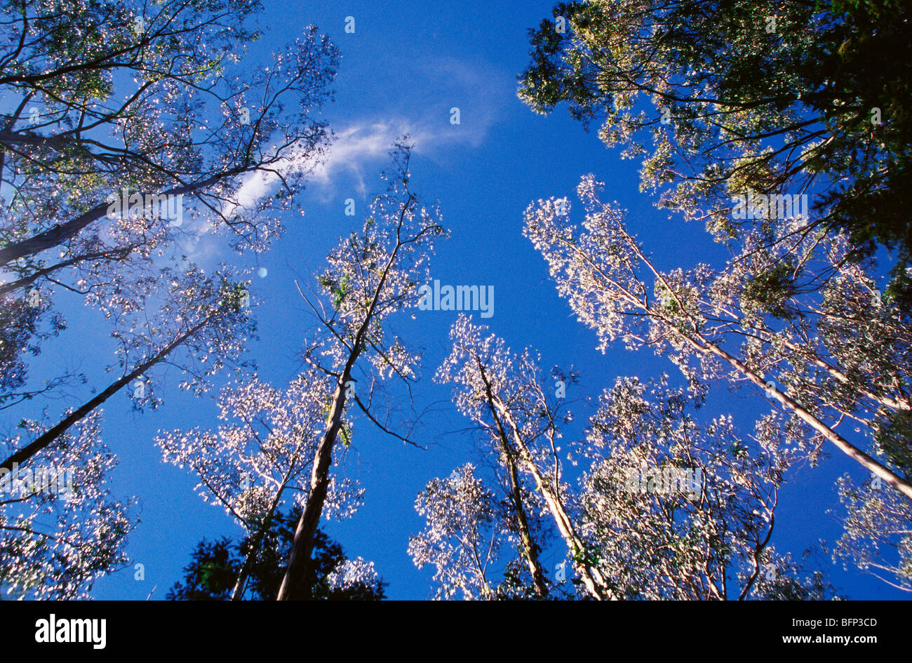 Eucalyptus tree ; Ooty ; Tamil Nadu ; India Stock Photo - Alamy