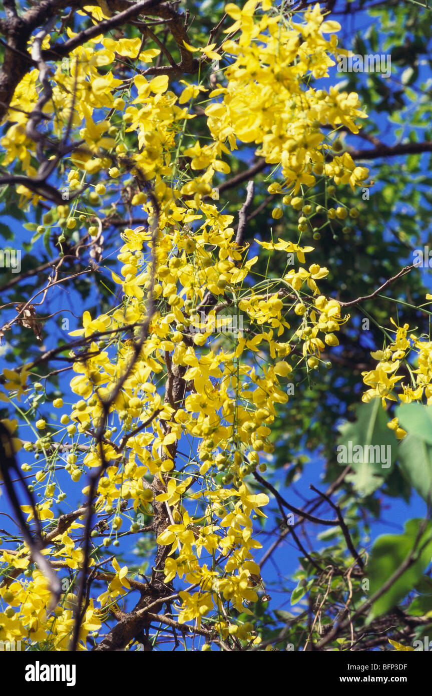 Yellow laburnum flowers hi-res stock photography and images - Alamy