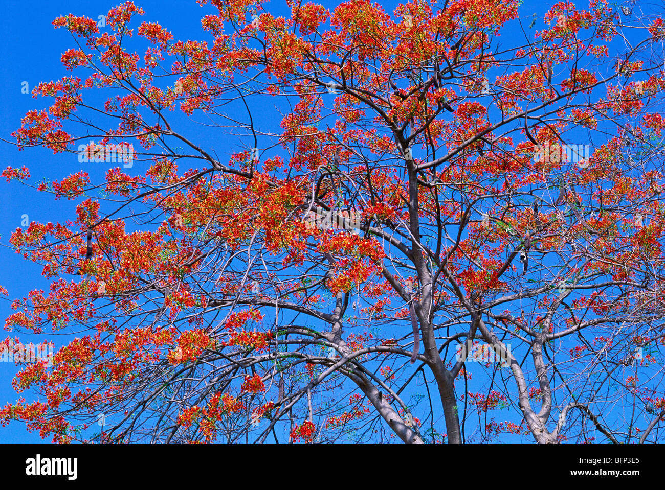 Gulmohar tree ; delonix regia ; Royal poinciana ; flowering tree ...