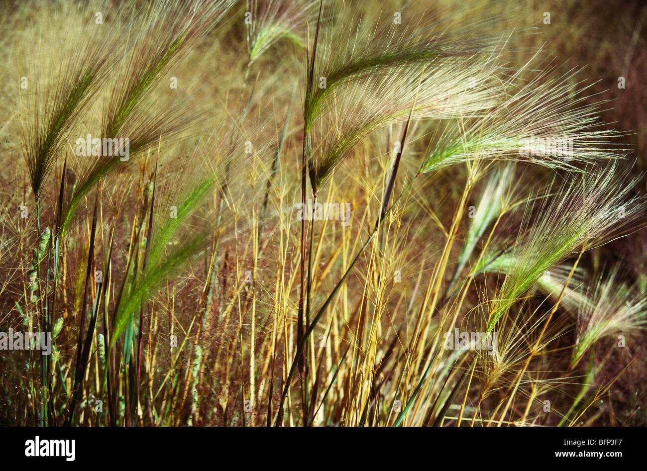 Grass blowing in the wind Stock Photo - Alamy