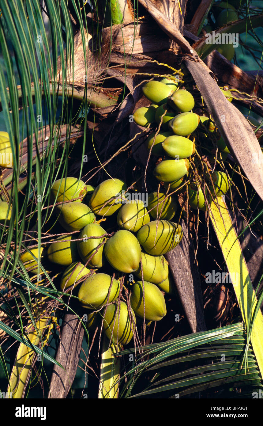 Coconut trees fruit still hi-res stock photography and images - Alamy