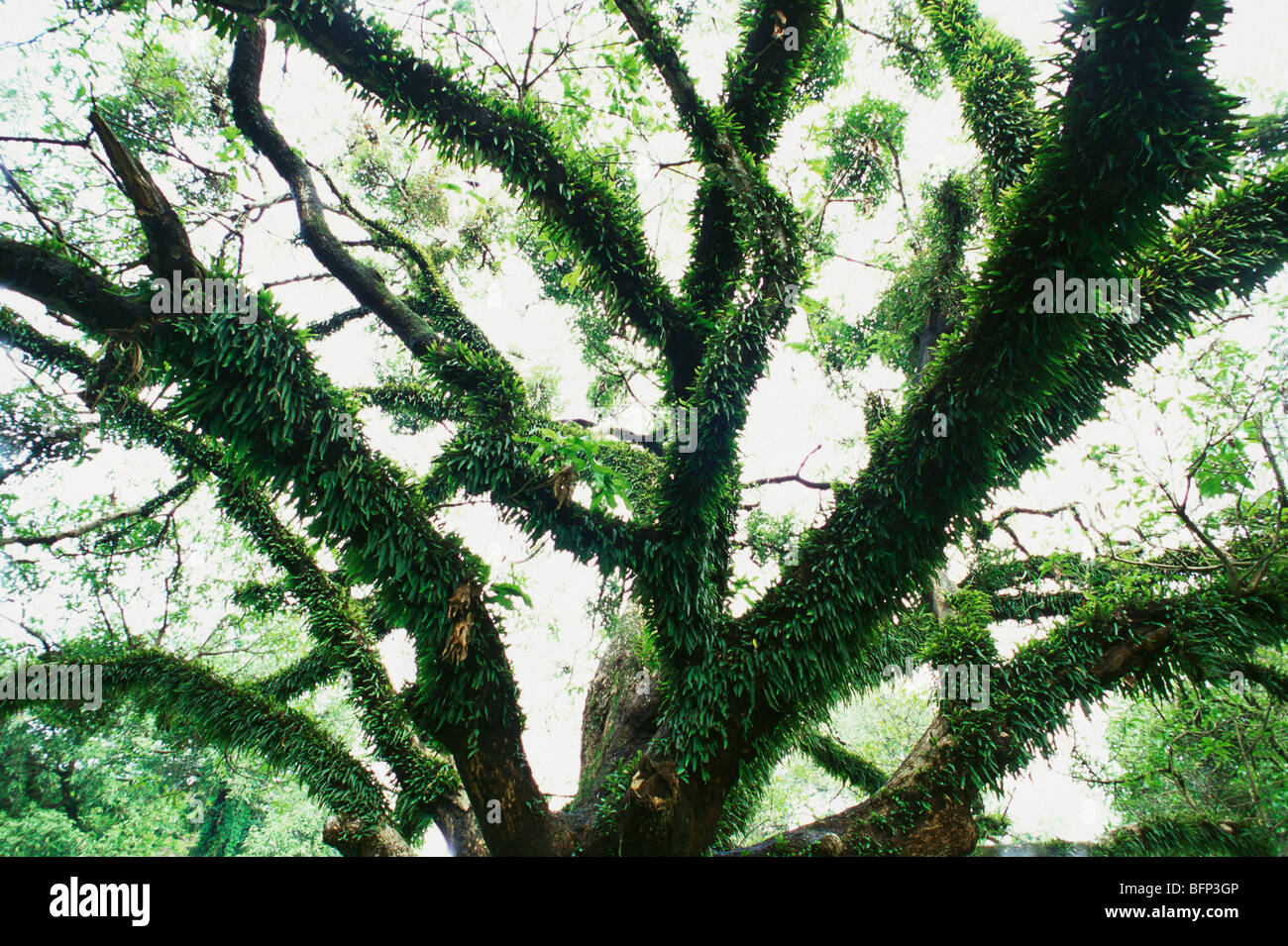 Creeper tree india hi-res stock photography and images - Alamy