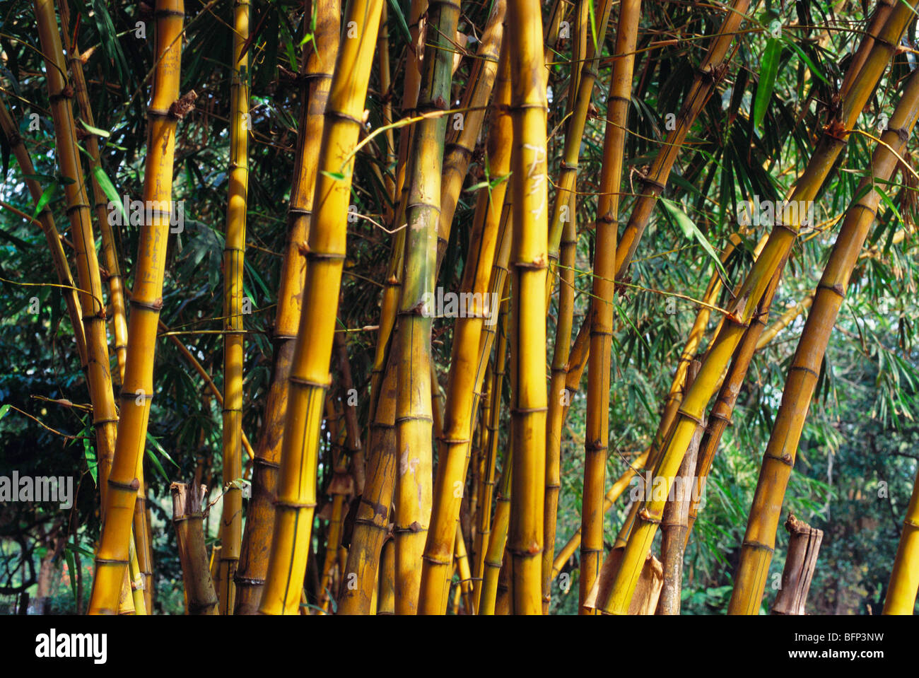 Bamboo trees ; Bombay ; Mumbai ; Maharashtra ; India ; asia Stock Photo ...
