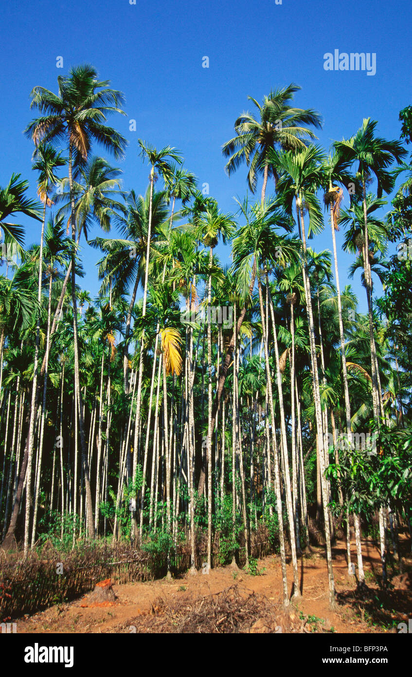 Areca catechu ; Areca palm ; Betel trees ; Areca nut trees ; Betel nut ...