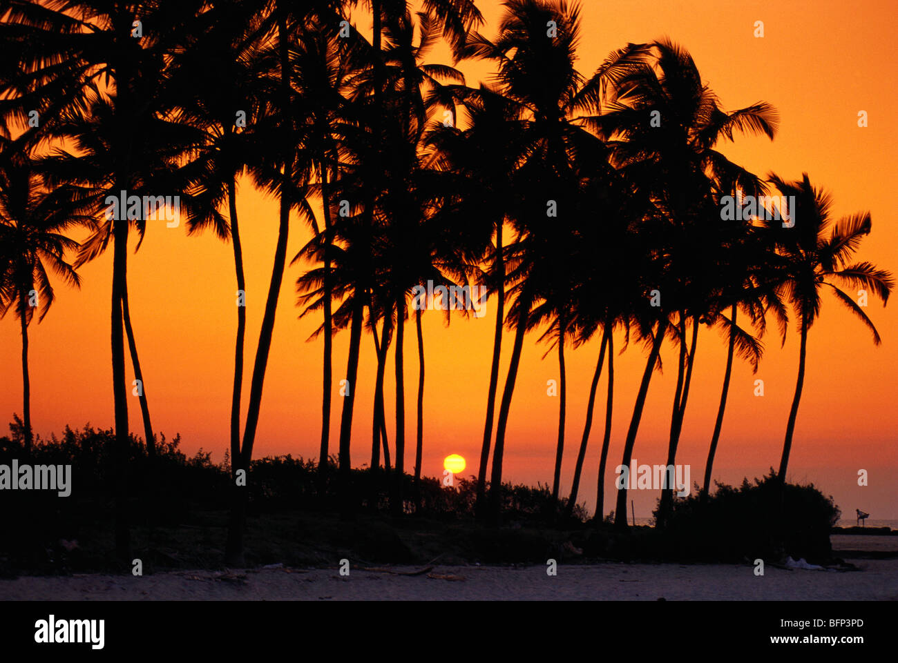 Palm trees silhouette sunset ; Bhogwe beach ; Kudal ; Sindhudurg ...