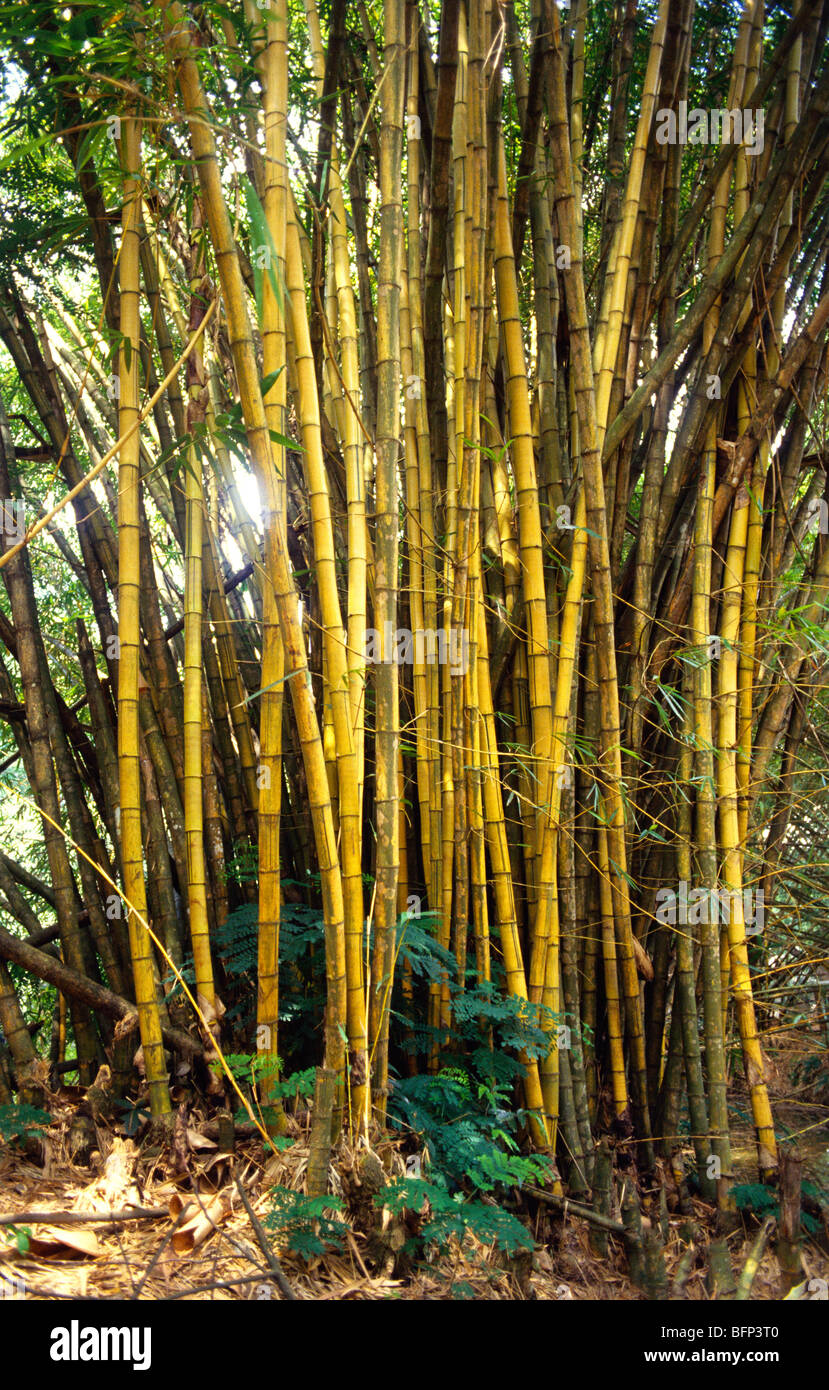 Bamboo trees forest grove ; Zoological Park ; Thiruvananthapuram ...