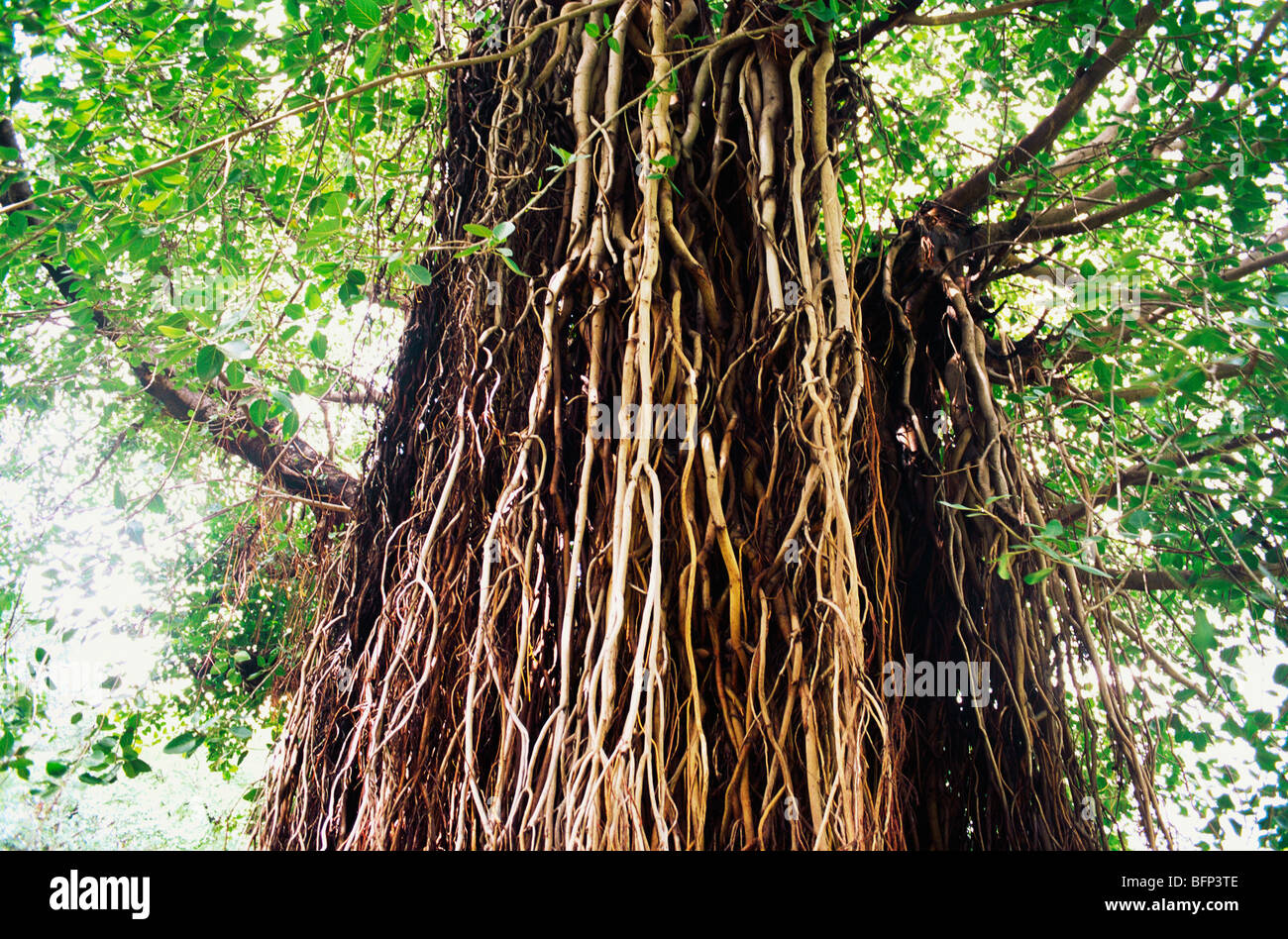 Banyan tree roots ; Indian Fig or banyan ficus bengalensis tree ; Pune ...