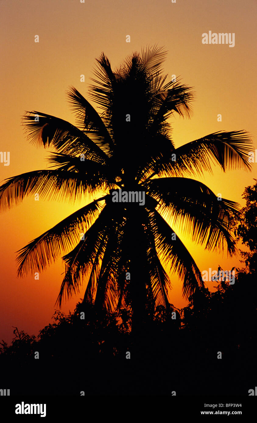 NMK 63428 : Colourful sunset behind top of coconut tree ; Pune ...