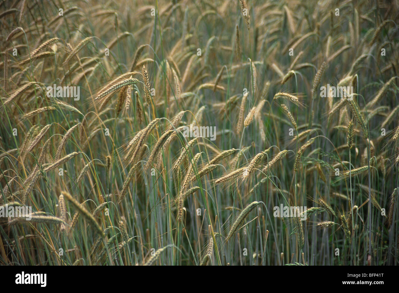 Oat fields ; Oats field Stock Photo - Alamy