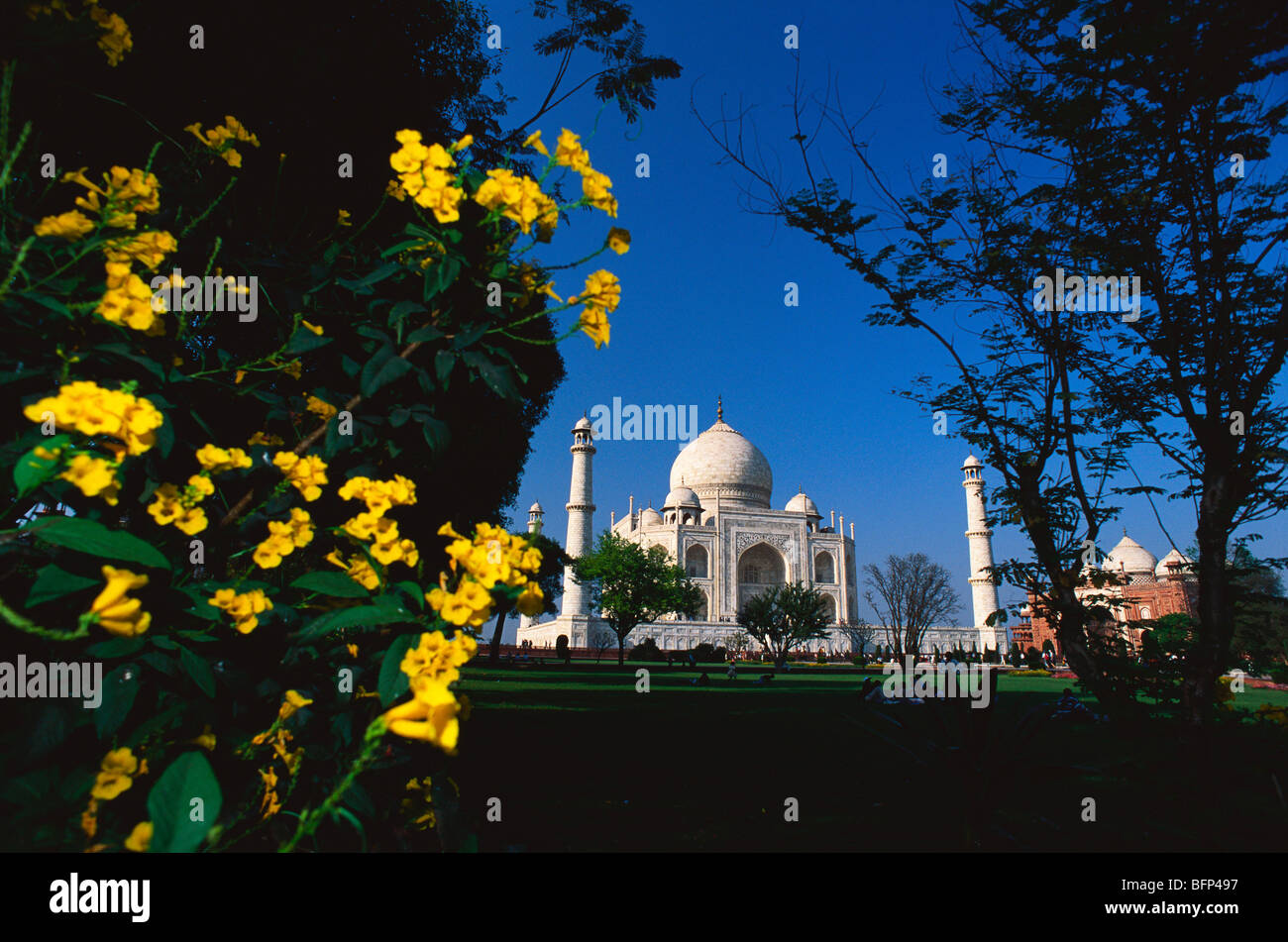 Taj Mahal with flowers ; ivory white marble mausoleum ; Agra ; Uttar ...