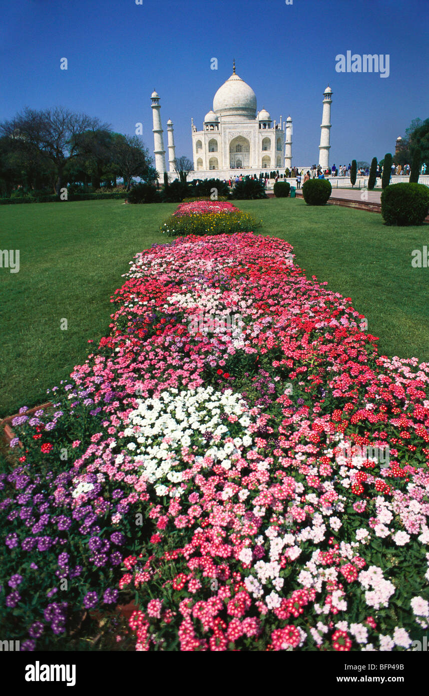 Taj Mahal with pink flowers ; ivory white marble mausoleum ; Agra ...