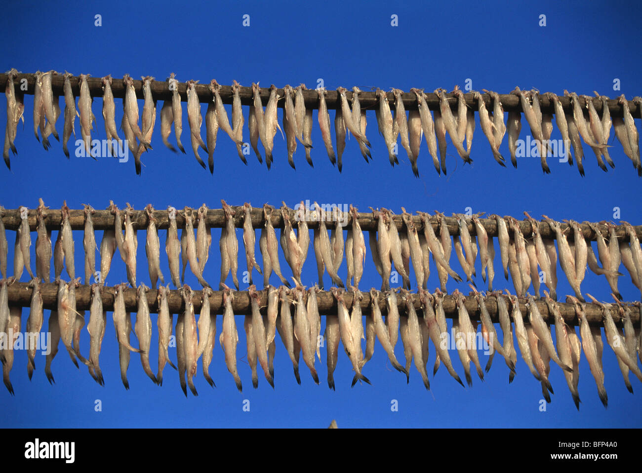 Fish drying ; Harpadon nehereus ; Bombay duck ; bummalo ; bombil ...