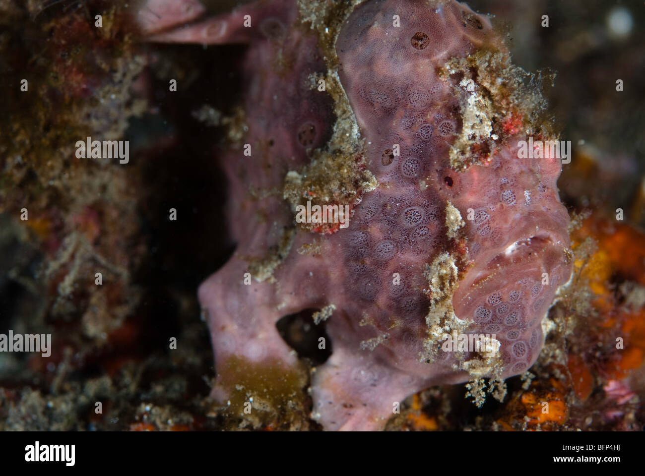 Pink frogfish hi-res stock photography and images - Alamy