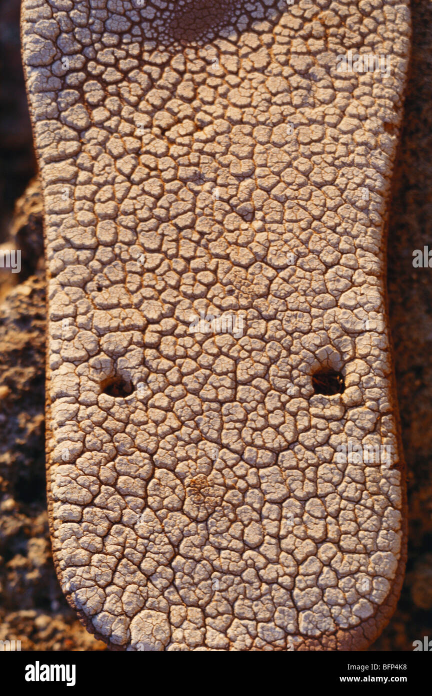 broken cracked plastic slipper Stock Photo - Alamy